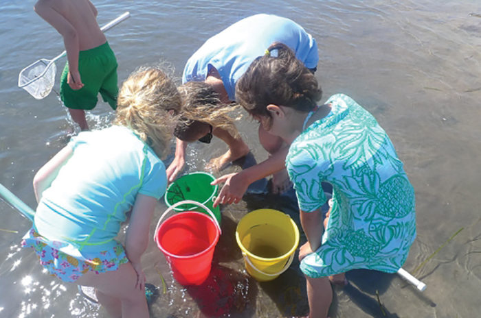 What Is This? Orphan Tropical Fish - Yesterdays Island, Todays Nantucket