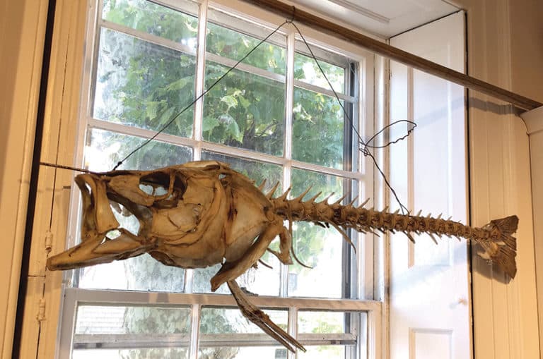 What Is This? A Striped Bass Skeleton - Yesterdays Island, Todays Nantucket