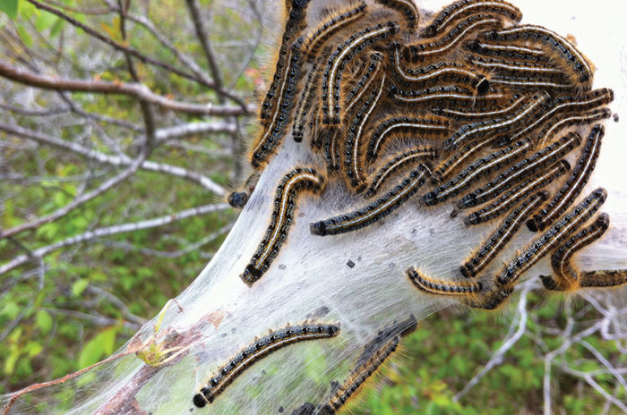 Friend or Foe? Eastern Tent Caterpillar - Yesterdays Island, Todays ...