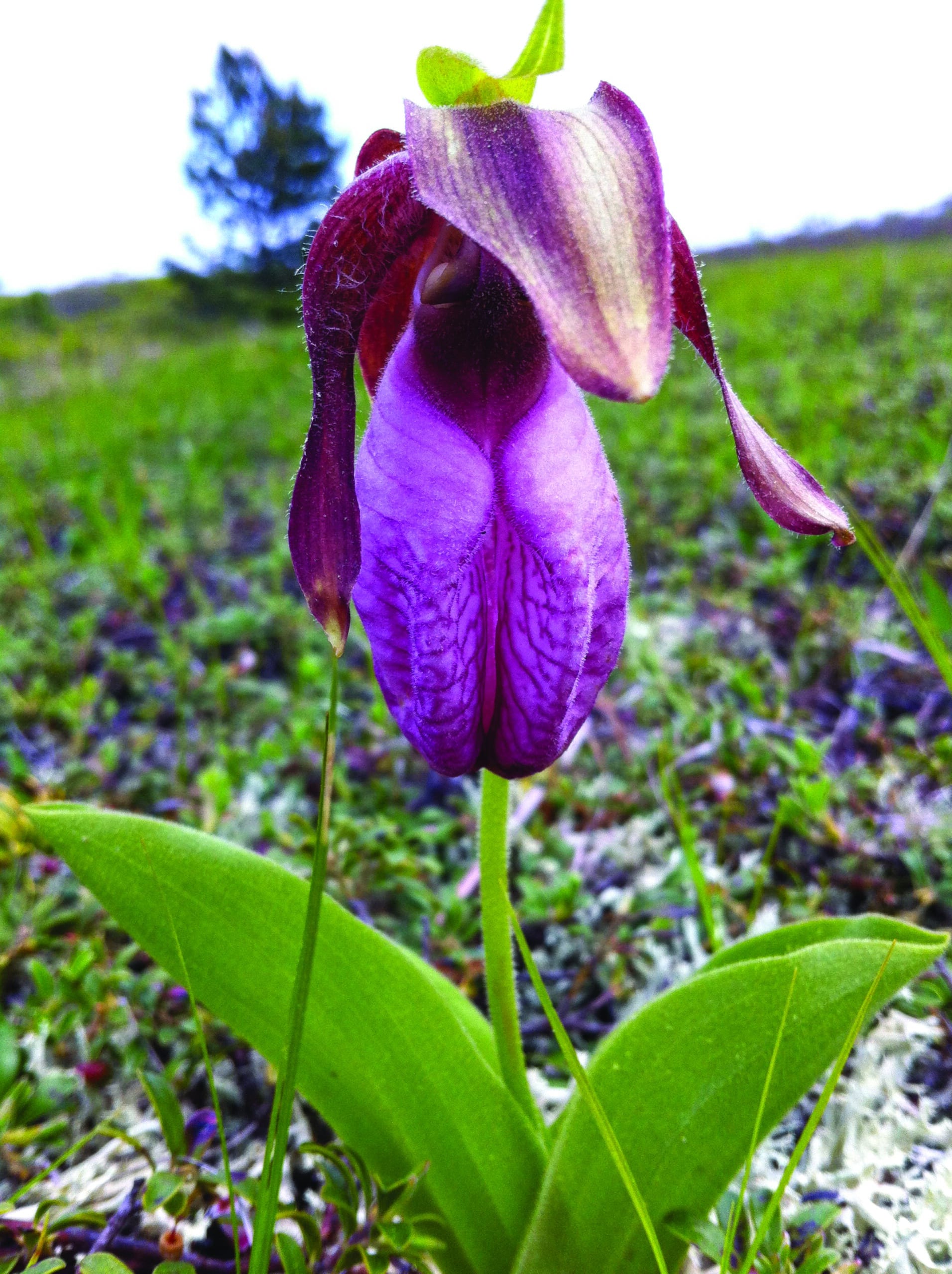 Orchids of Nantucket - Yesterdays Island, Todays Nantucket