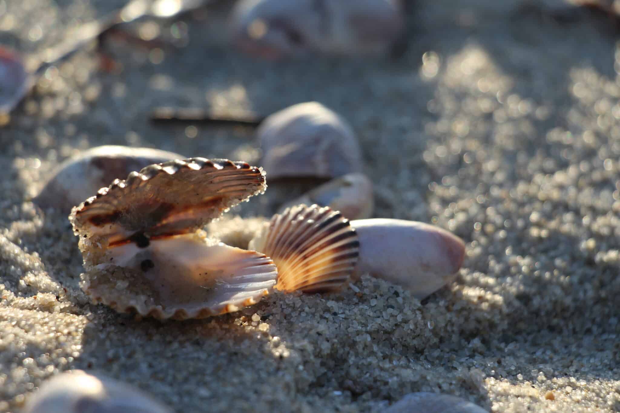 Finest Kind: How to Cook Nantucket Bay Scallops - Yesterdays Island ...