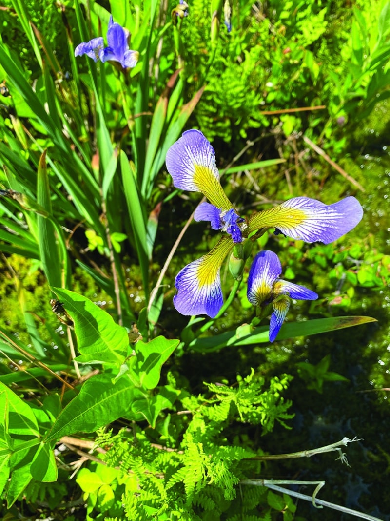 Take the 2021 BioBlitz Challenge - Yesterdays Island, Todays Nantucket