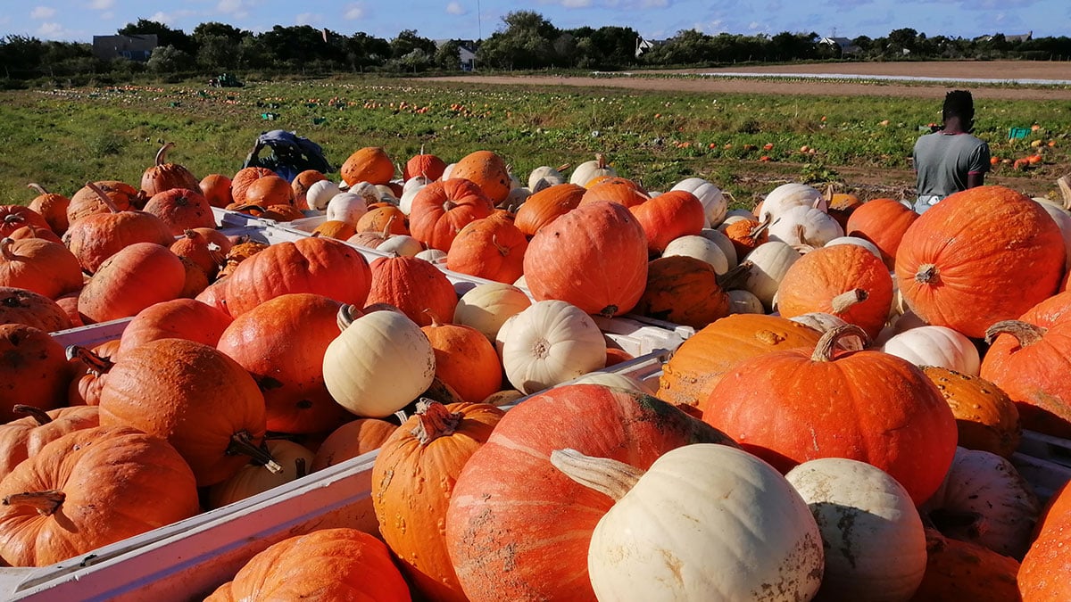 Fall Fun for All - Yesterdays Island, Todays Nantucket