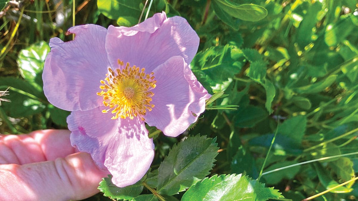 A Solstice Pause - Yesterdays Island, Todays Nantucket