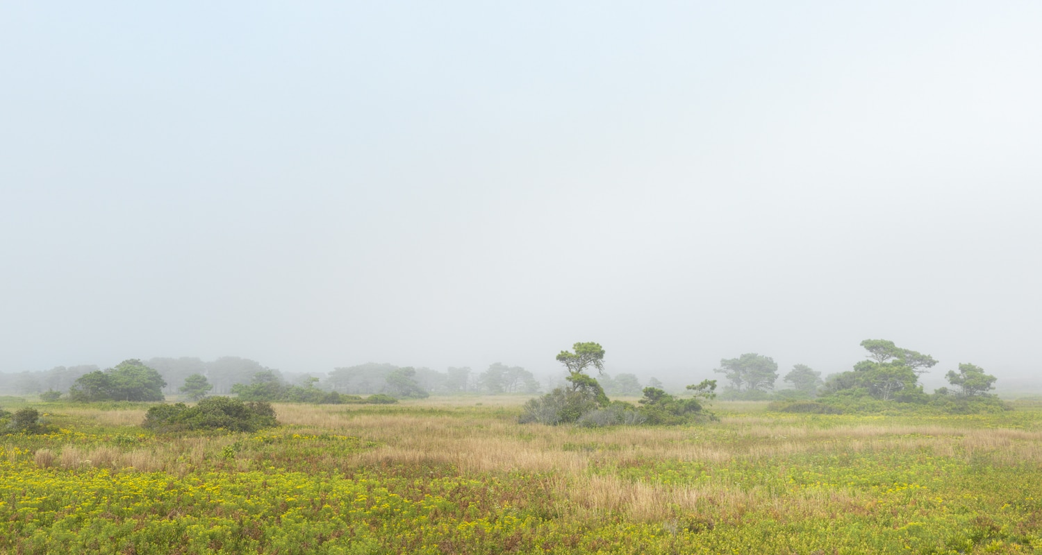 Moor Blueberries - Yesterdays Island, Todays Nantucket